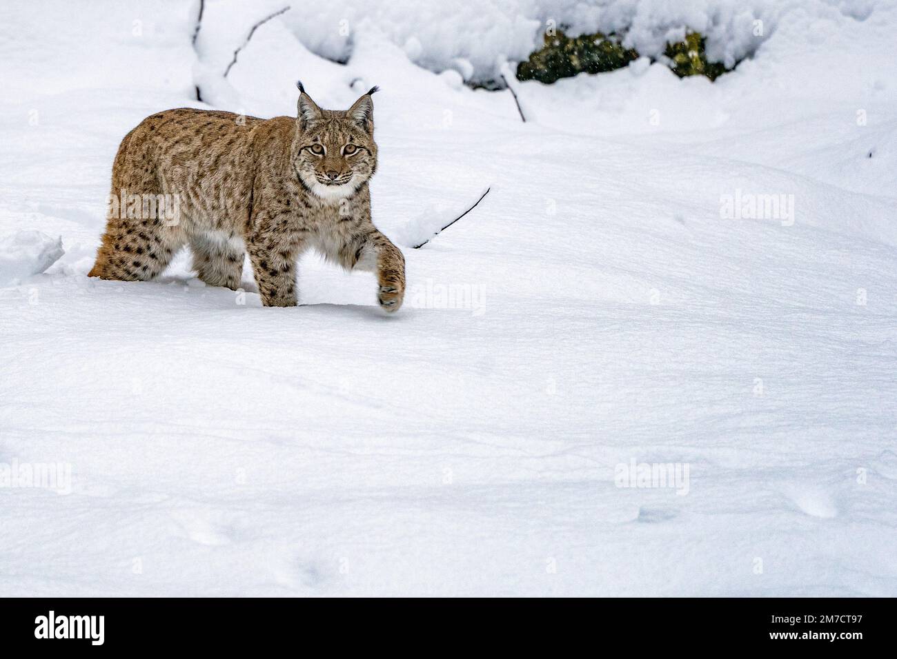 hunting Eurasian Lynx walking, wild cat in the forest with snow ...