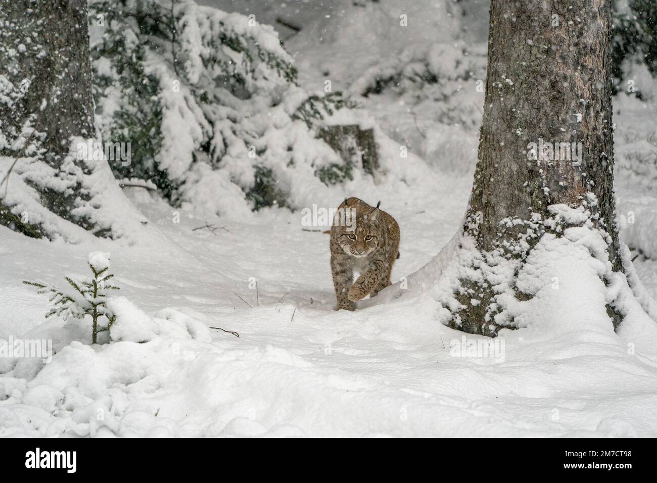 hunting Eurasian Lynx walking, wild cat in the forest with snow ...
