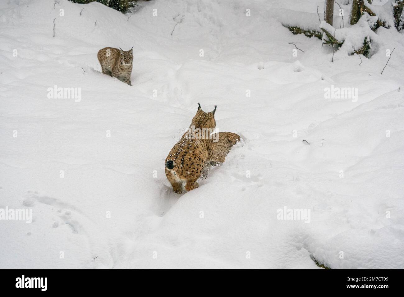 hunting Eurasian Lynx walking, wild cat in the forest with snow ...