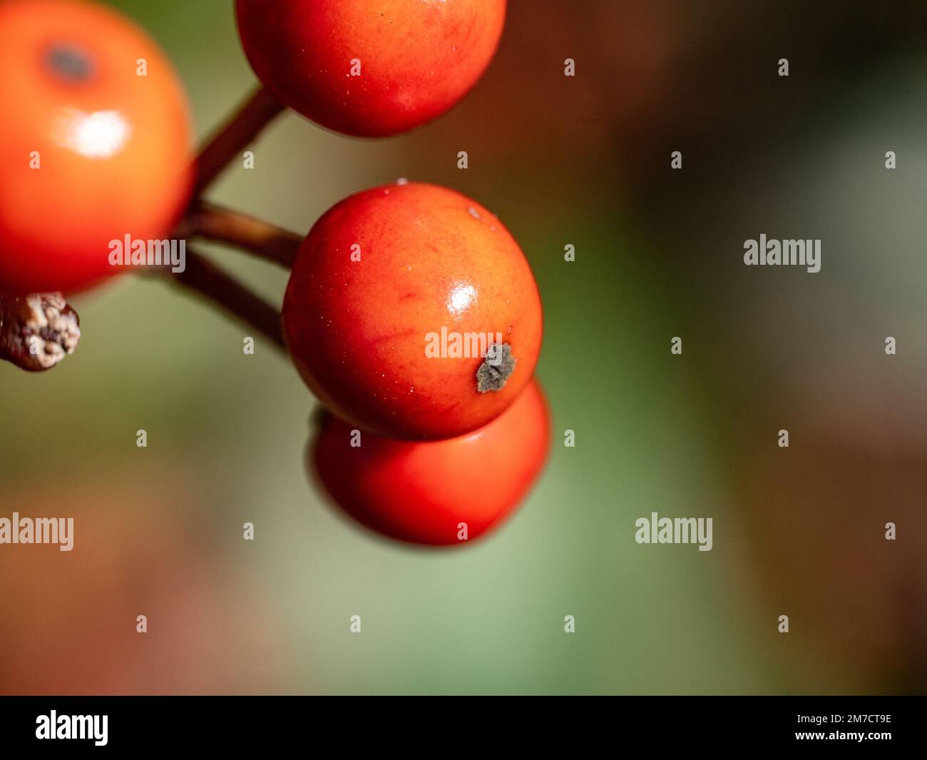 Extreme macro photos of small red kurogane holly berries, Ilex rotunda ...
