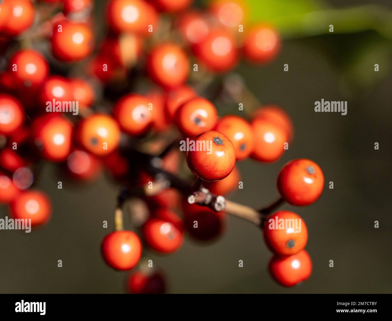 Extreme macro photos of small red kurogane holly berries, Ilex rotunda ...