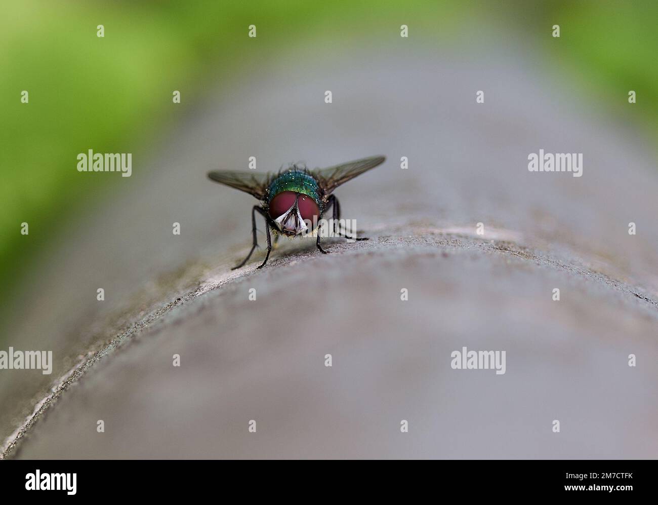 Looking up with blurry wings hi-res stock photography and images - Alamy
