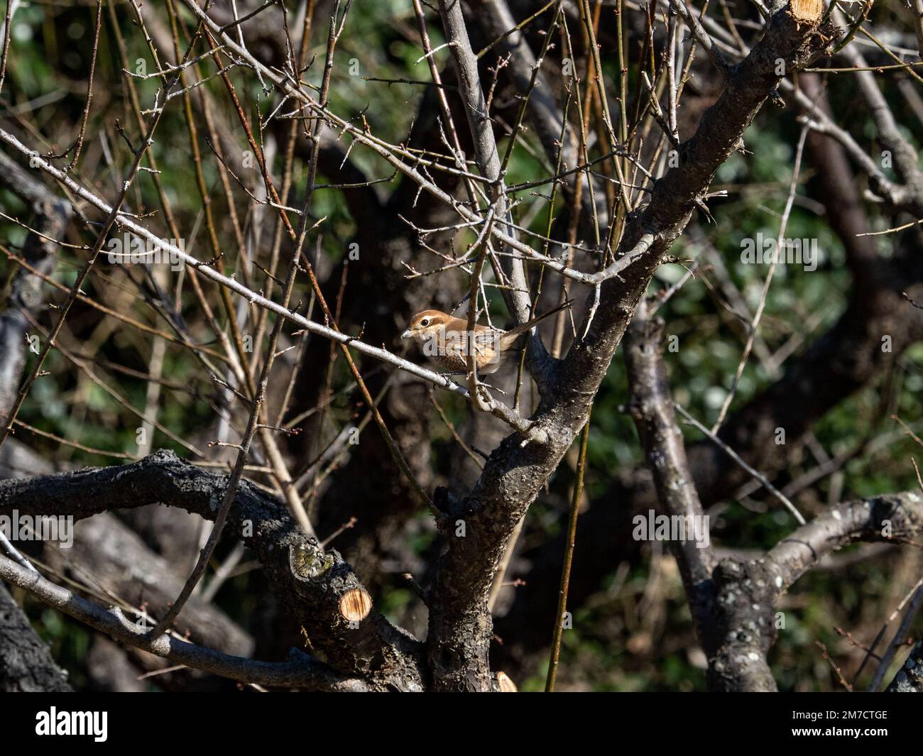 A cute bull-headed Shrike, Lanius bucephalus, perched in a tree in a ...