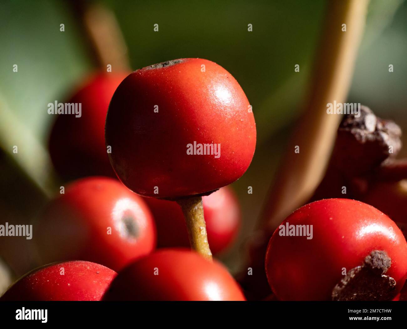 Extreme macro photos of small red kurogane holly berries, Ilex rotunda ...