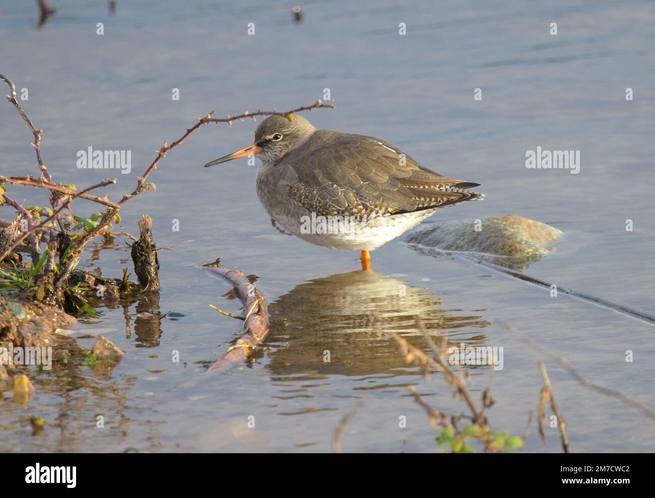 Tringa species hi-res stock photography and images - Alamy