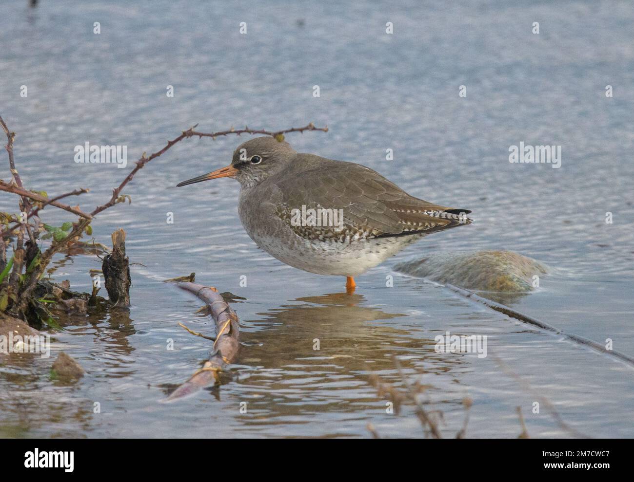Tringa species hi-res stock photography and images - Alamy