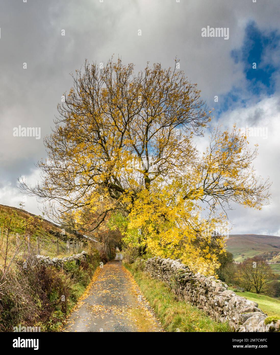 A mature ash tree with quite a lot of its vivid autumn foliage still ...