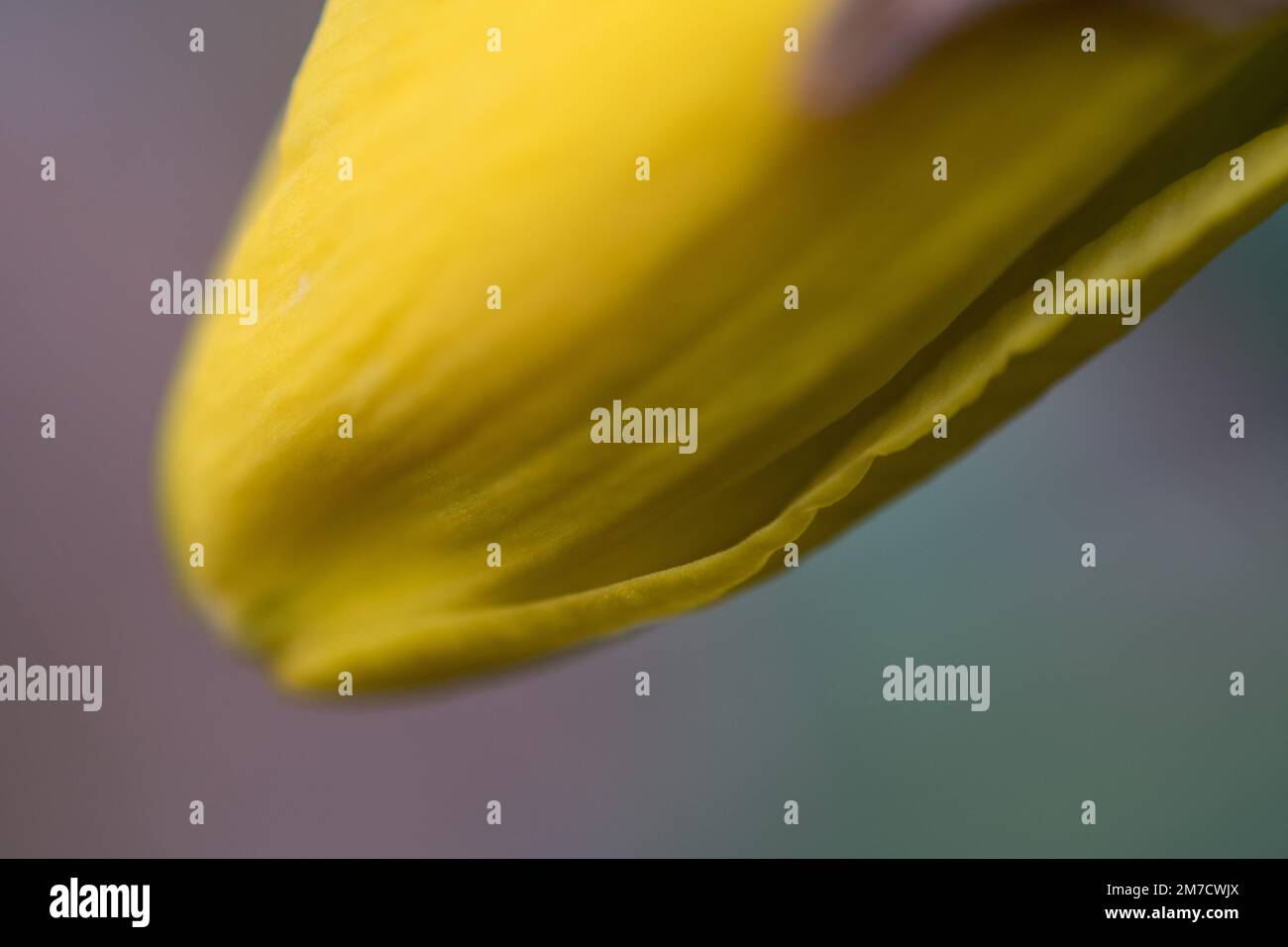 The end of a petal of a Daffodil flower about to bloom Stock Photo - Alamy