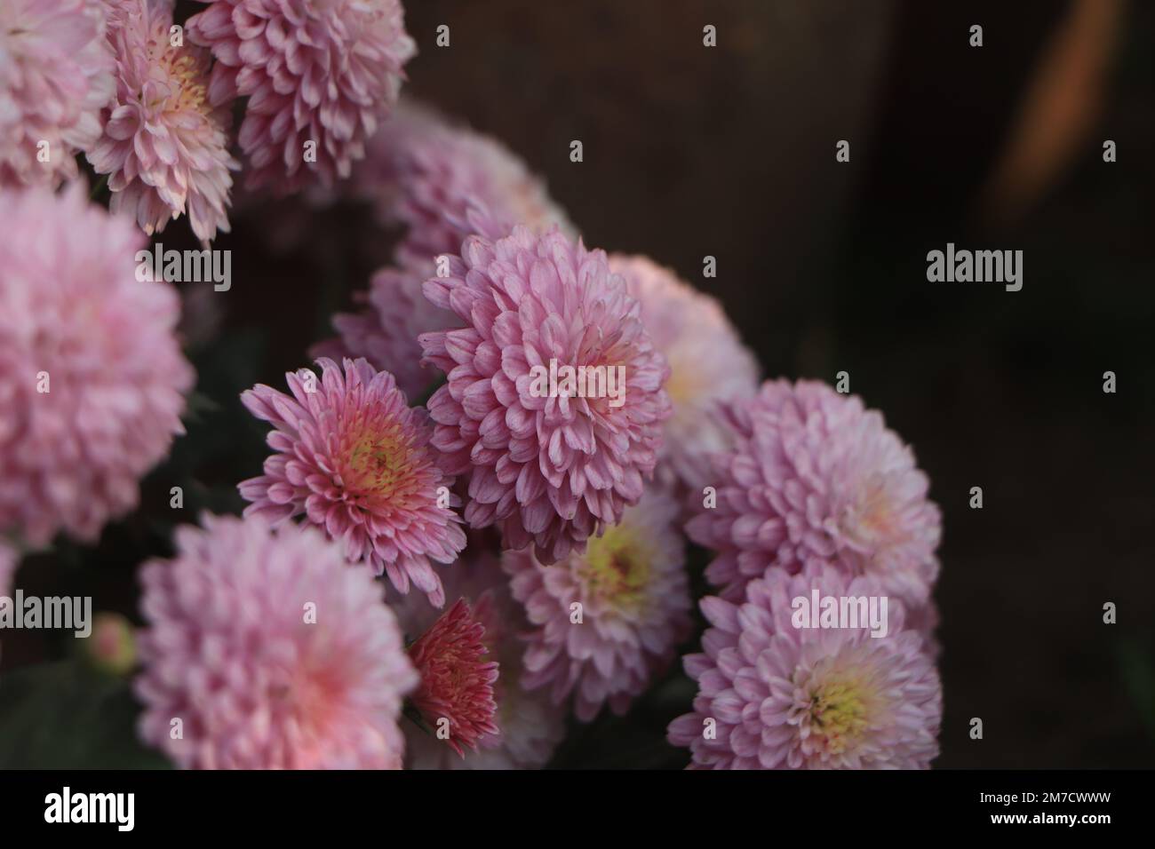 Close up of pink chrysanthemum blossom on spring season Stock Photo - Alamy