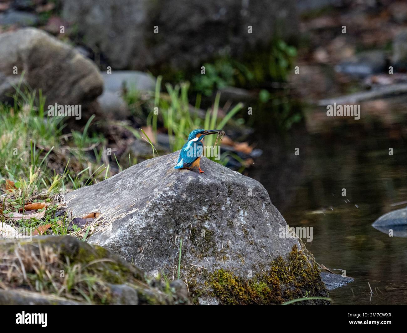 A colorful little common kingfisher, Alcedo atthis, perched on a rock ...