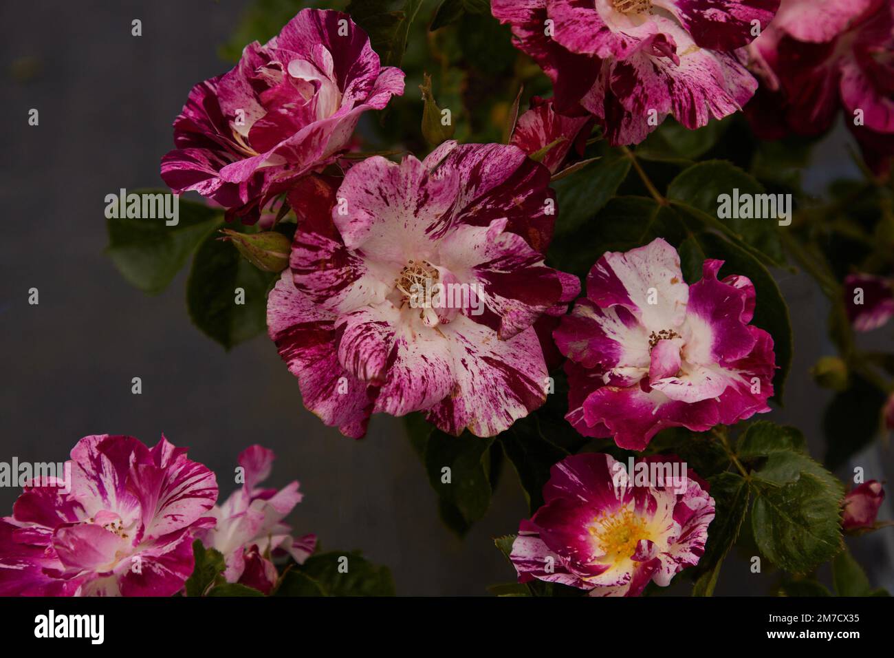 Closeup of the purple rose and white variegated flower of the climbing ...