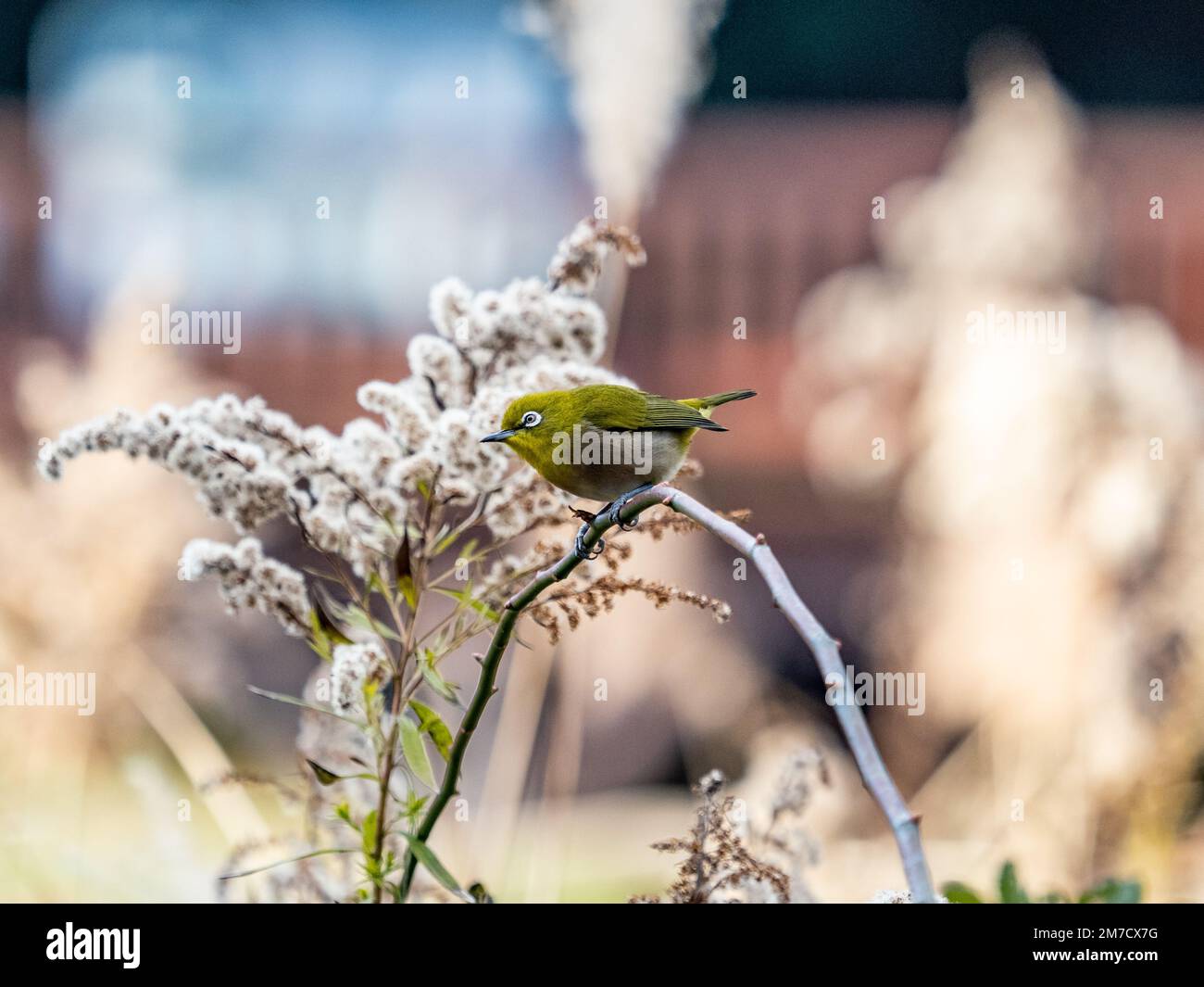 A small cute Japanese warbling white-eye, Zosterops japonicus, perches ...