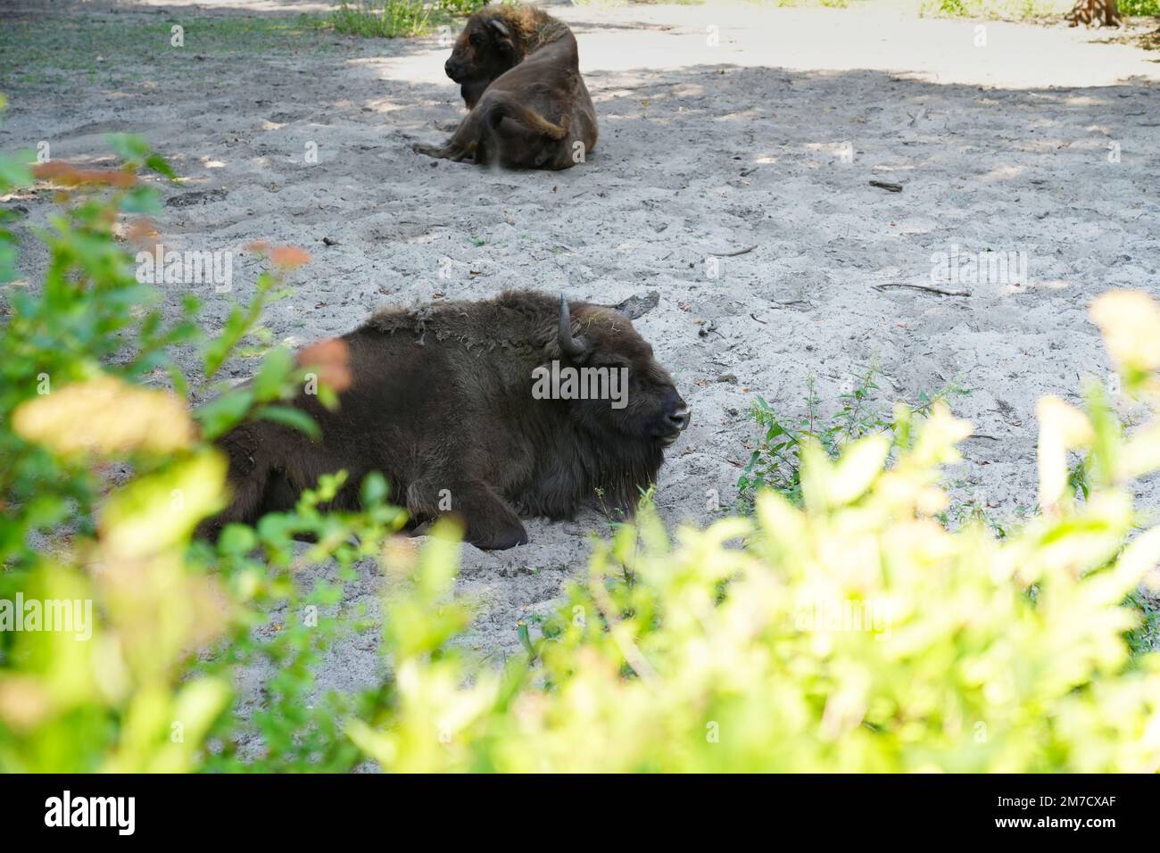 A huge bison resting on a shade under a tree Stock Photo - Alamy