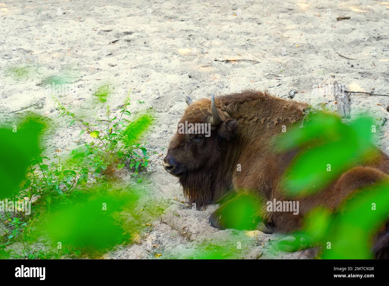 A huge bison resting on a shade under a tree Stock Photo - Alamy