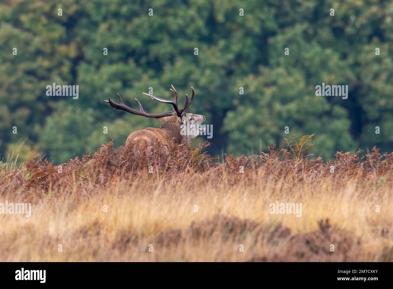 A huge male red deer on Exmoor during the annual mating season Stock ...