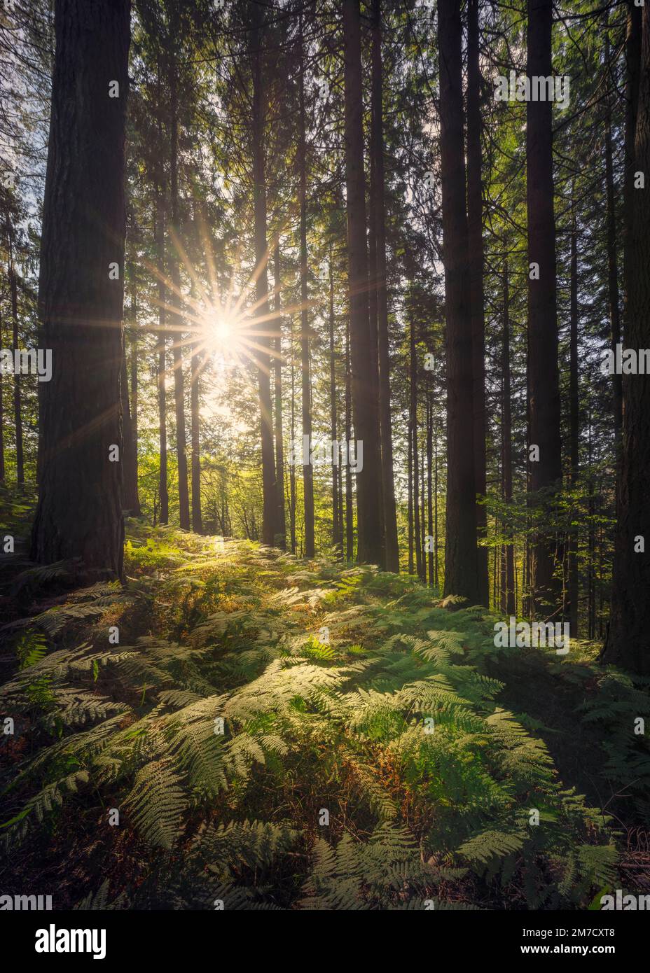 Acquerino nature reserve forest. Douglas fir trees and ferns in the ...
