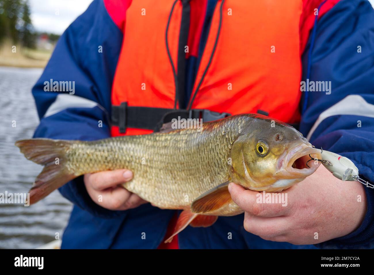 Ide fish hi-res stock photography and images - Alamy