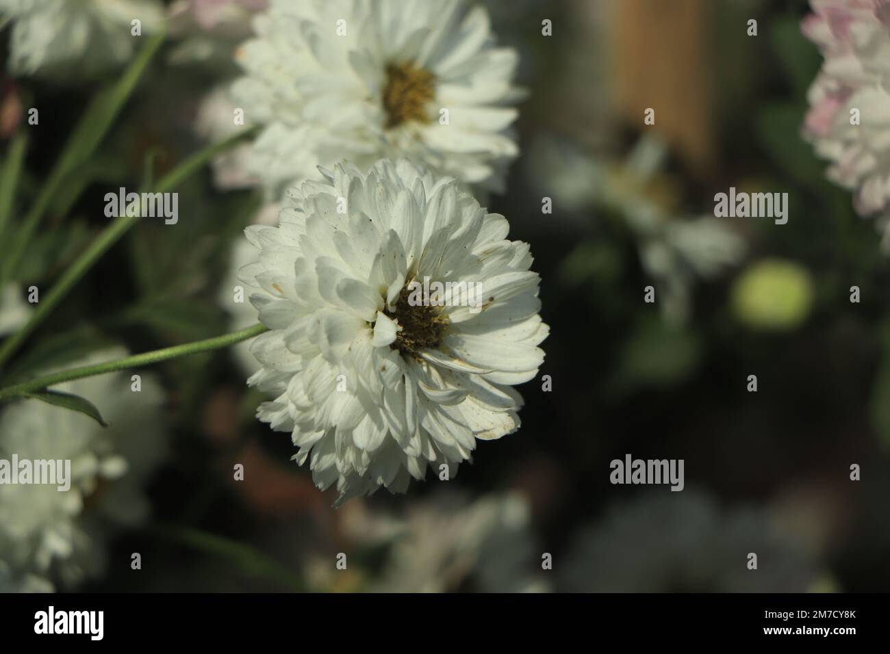 Woman with leaves of flower her head hi-res stock photography and ...