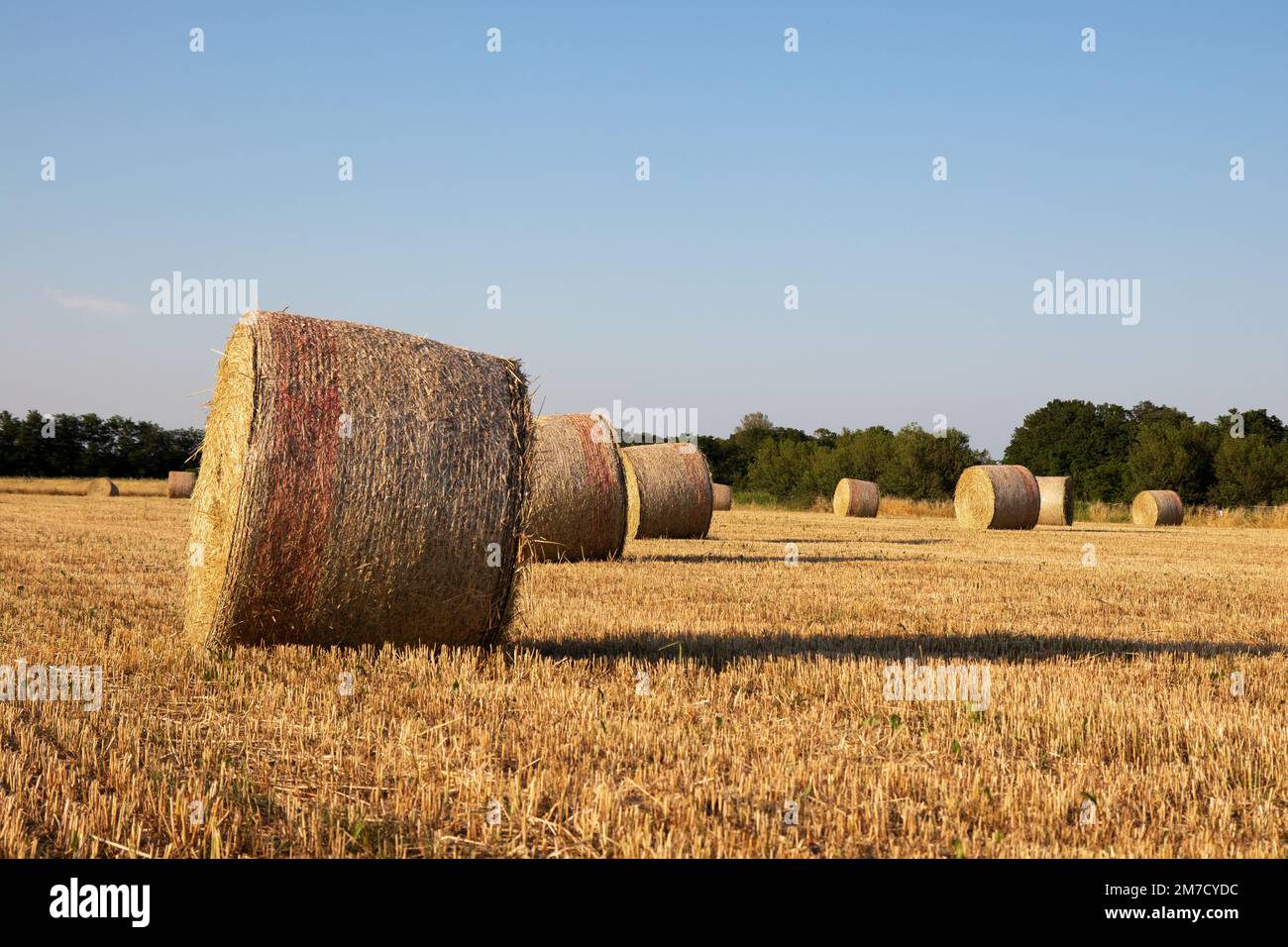Wheat field landscape with bales of straw Stock Photo - Alamy
