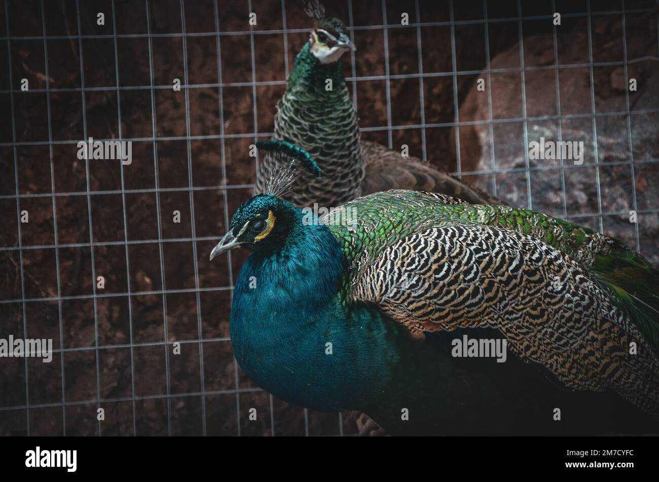 Two peacocks standing inside of a caged area near rocks Stock Photo - Alamy