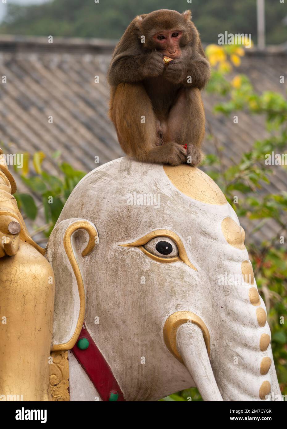 Hong kong monkey hi-res stock photography and images - Alamy