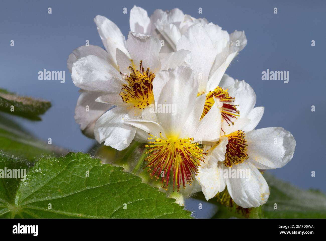 Hemp flowers hi-res stock photography and images - Alamy