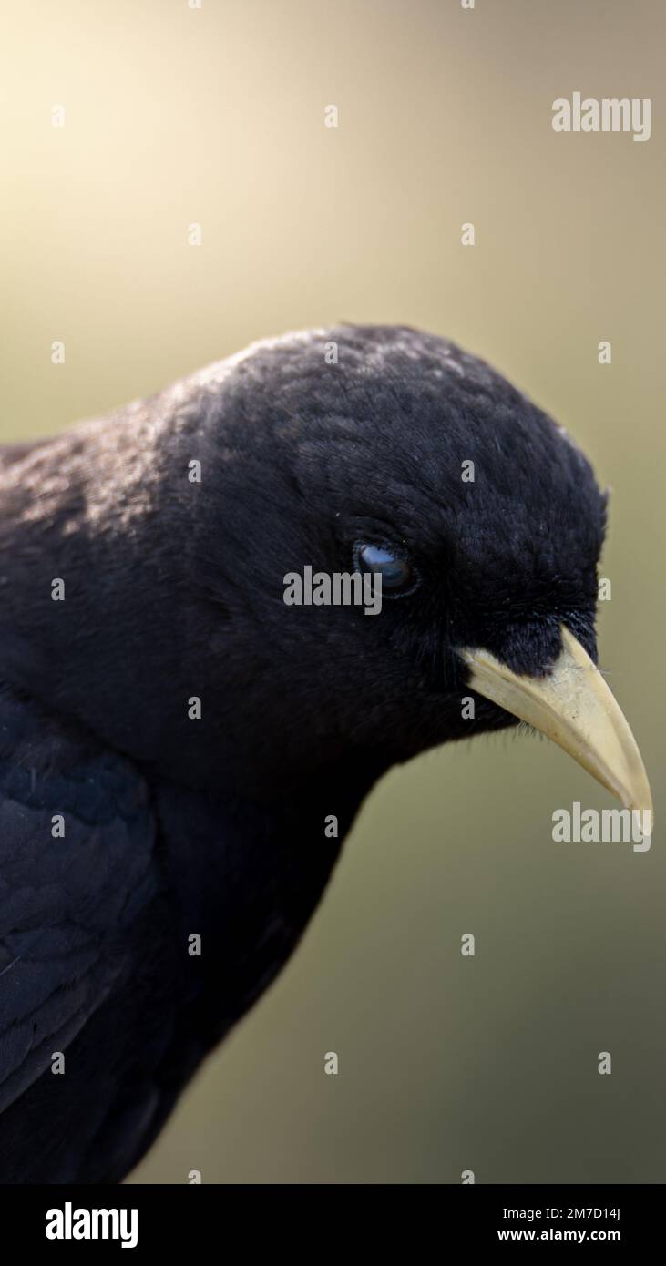 Blackbird head hi-res stock photography and images - Alamy
