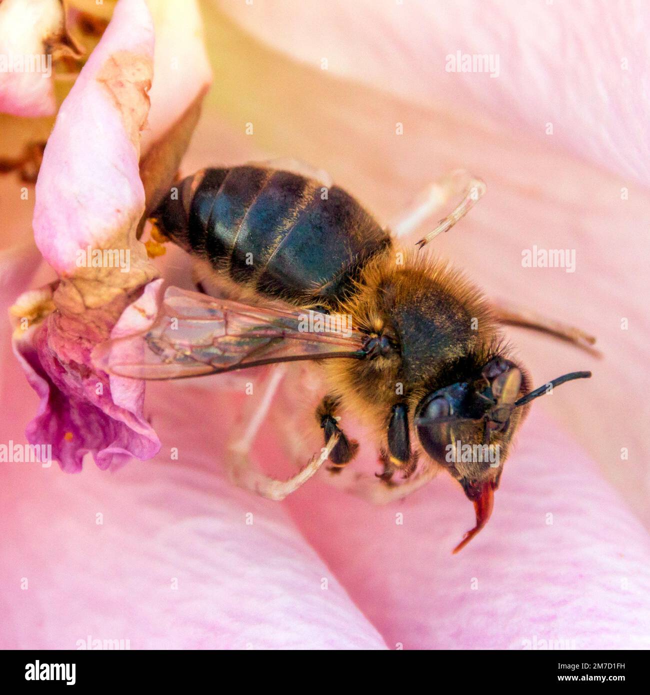 Apis mellifera, sp. iberiensis, Iberian Honey Bee Stock Photo - Alamy