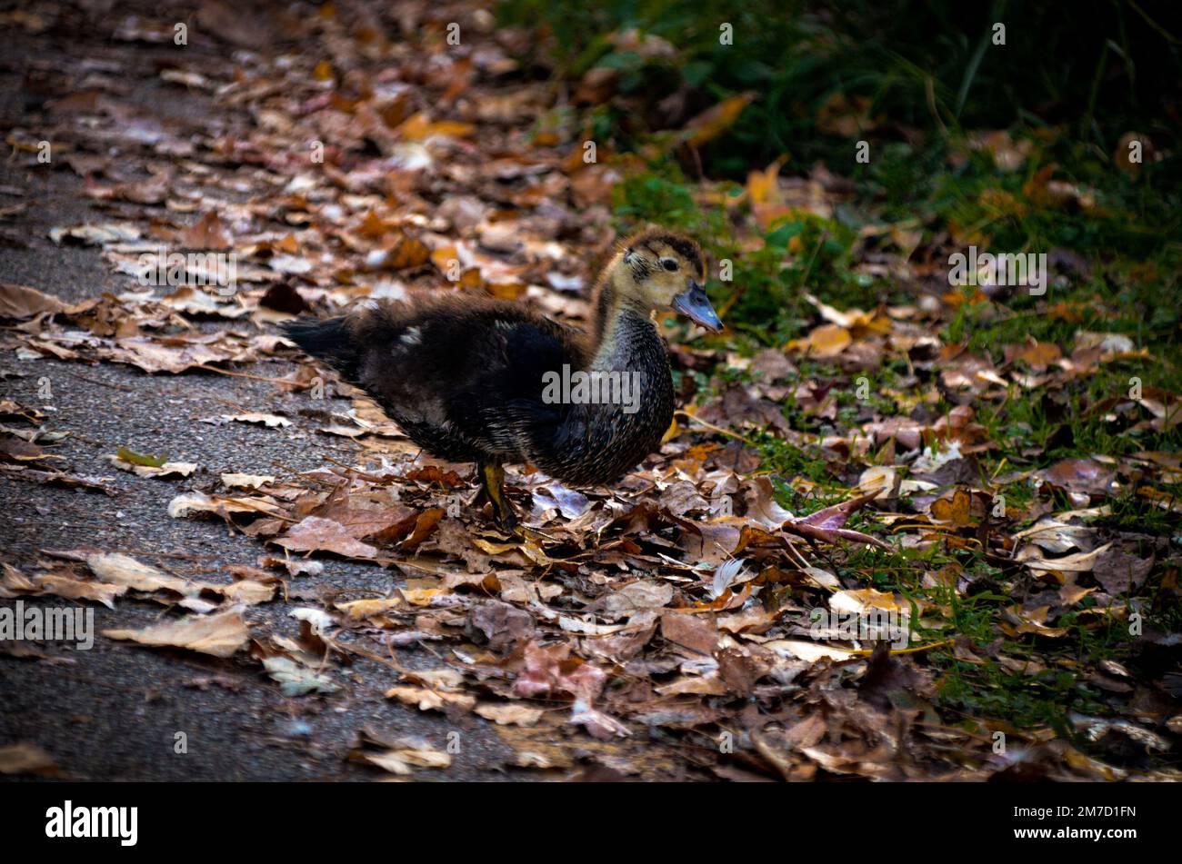 A duck walking down a path in the fall with leaves on the ground Stock ...