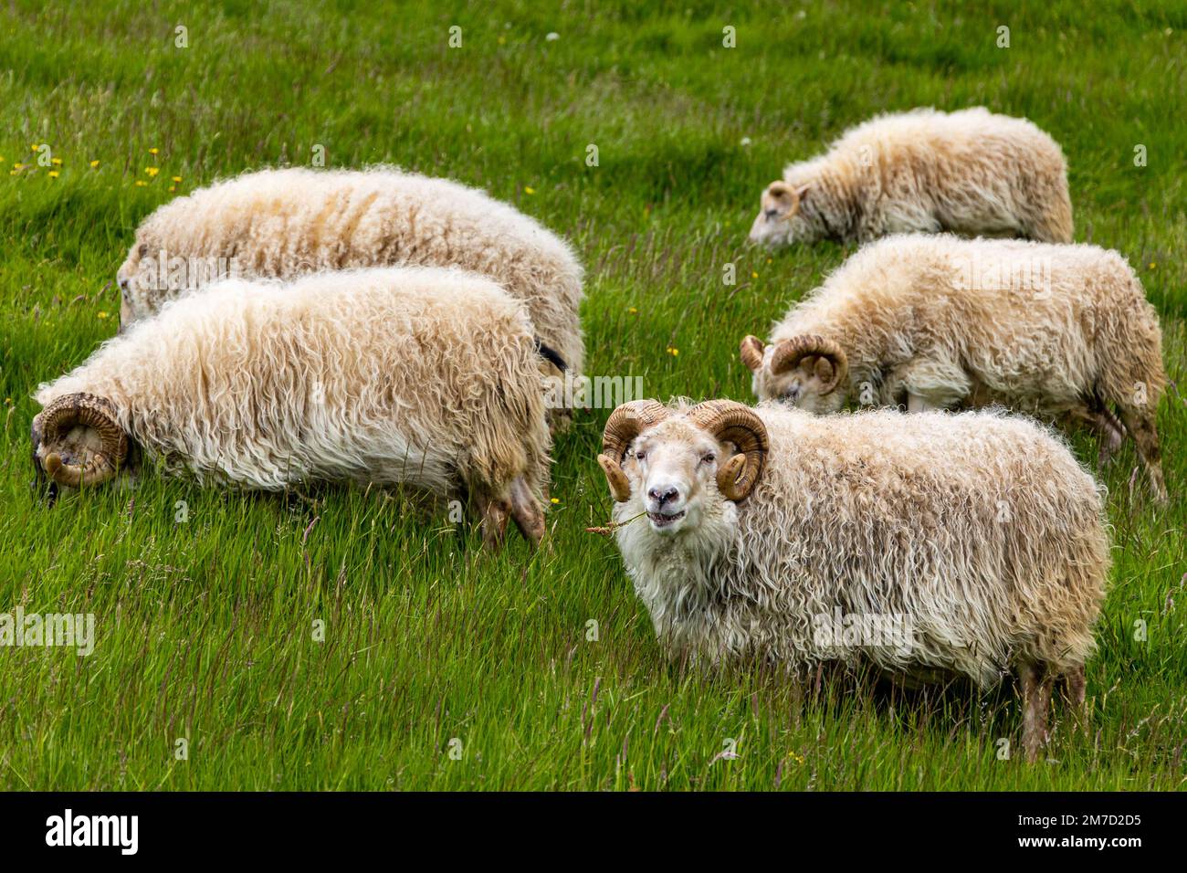 Icelandic sheep breed hi-res stock photography and images - Alamy