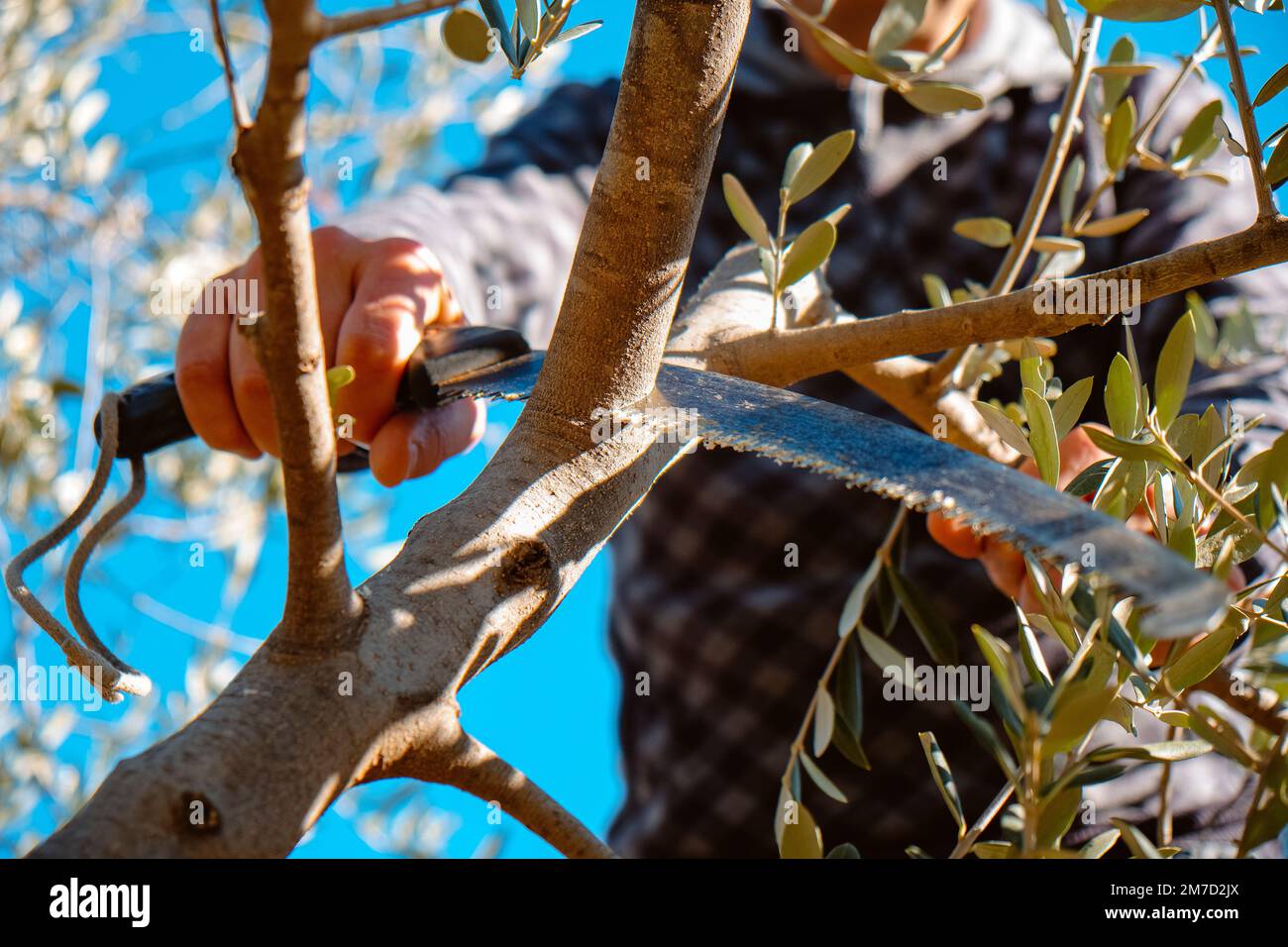 a man cuts a branch of an olive tree using a pruning saw in a ...