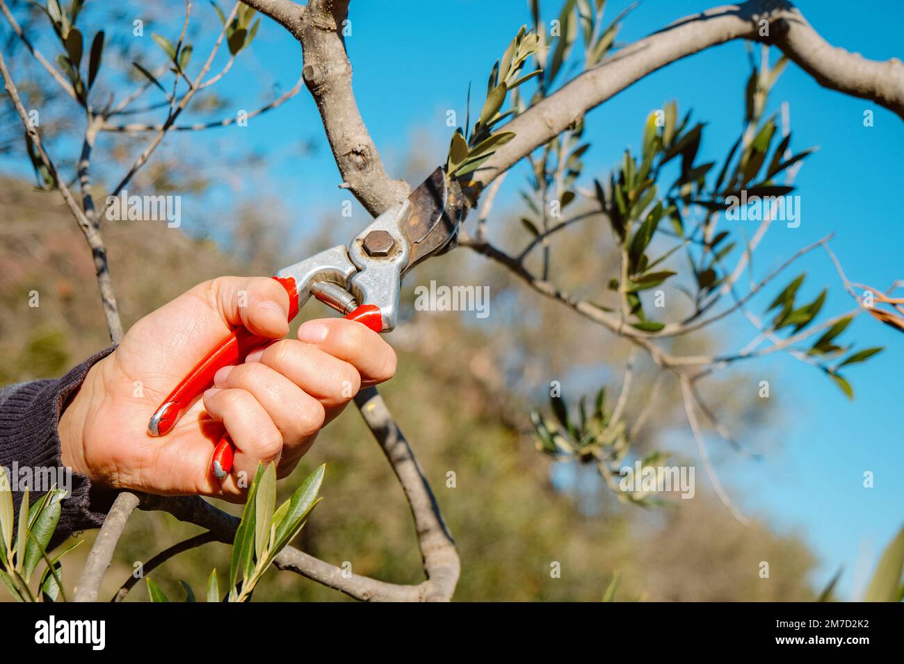 closeup of a man pruning an olive tree using a pair of pruning shears ...