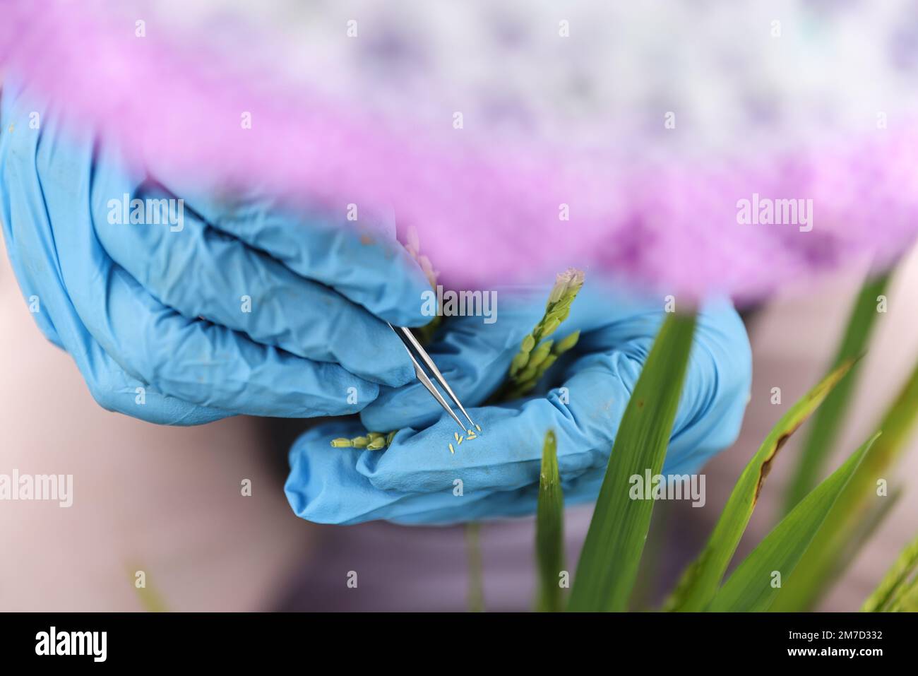 Beijing, China. 1st Apr, 2022. Yu Meng conducts a hybridization ...