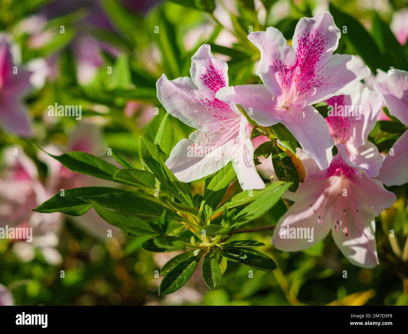 Blooming pink and white azalea flowers with natural green background ...