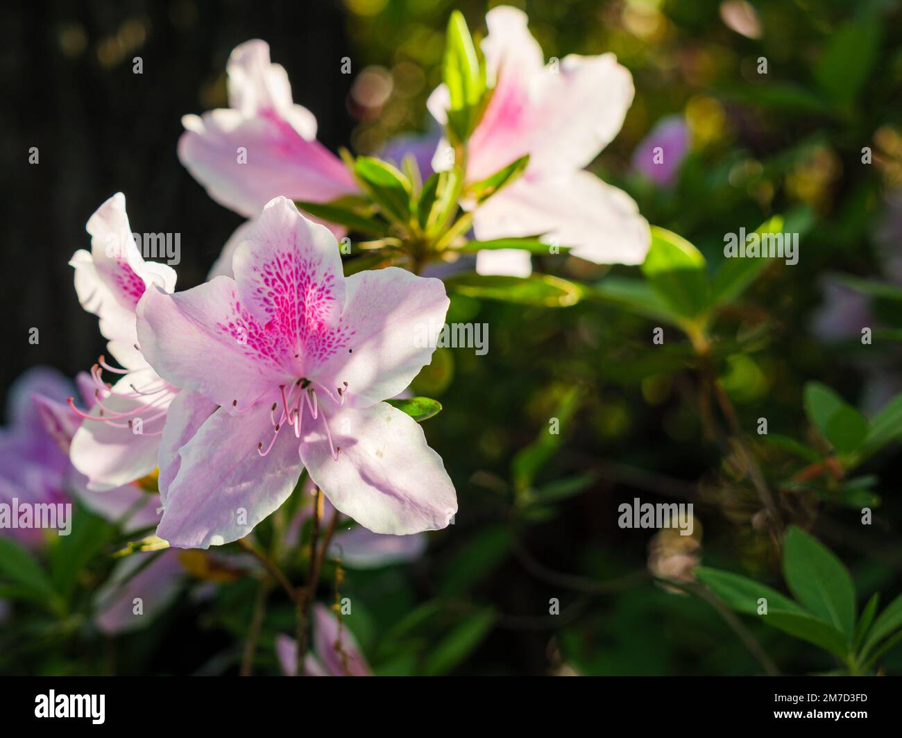 Blooming pink and white azalea flowers with natural green background ...