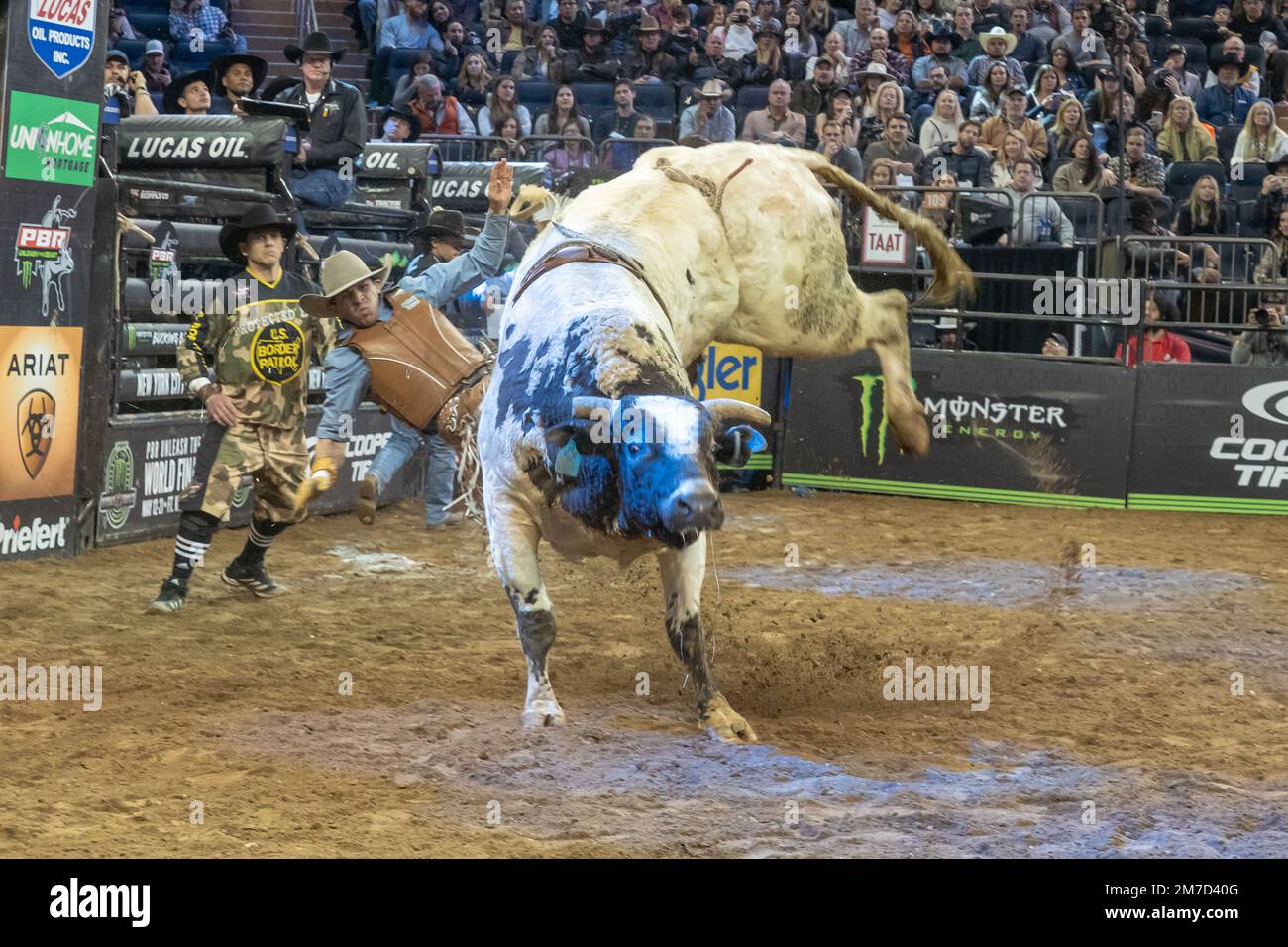 Rafael Jose De Brito rides Choc Tease during the Professional Bull ...