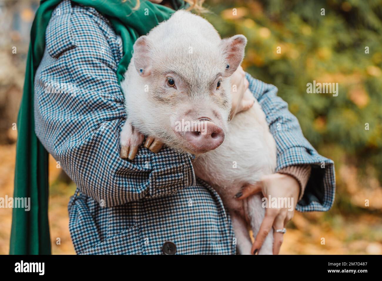 The girl in her arms holds a white mini-pig Stock Photo - Alamy
