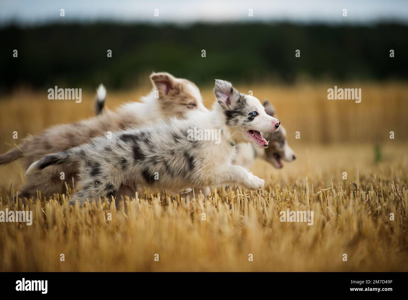 Border collie puppes in a stubblefield Stock Photo - Alamy