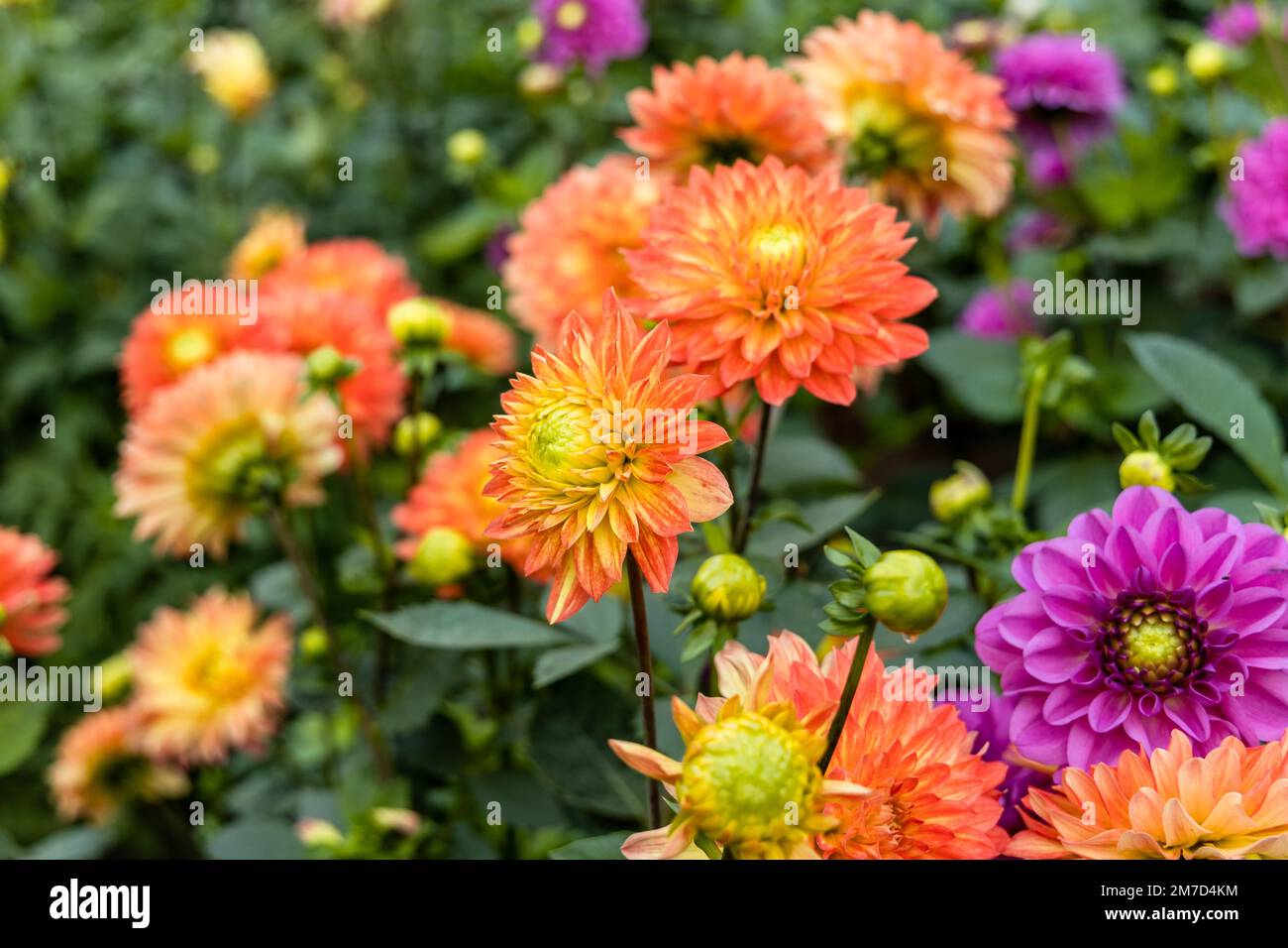 Dahlia yellow and orange flowers in garden Stock Photo - Alamy