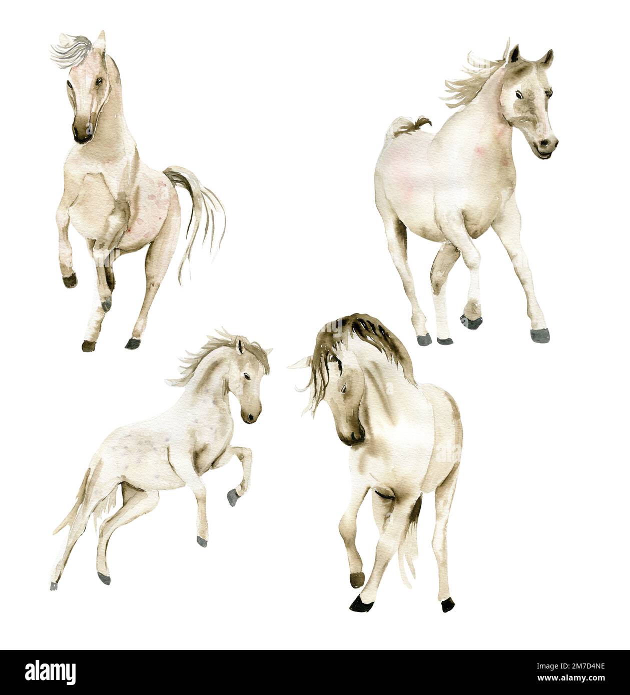 Watercolor hand drawn cute white horse on the white background. Running ...