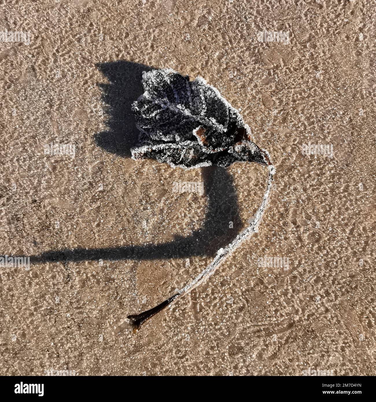A close-up shot of a frozen leaf on the ground Stock Photo - Alamy