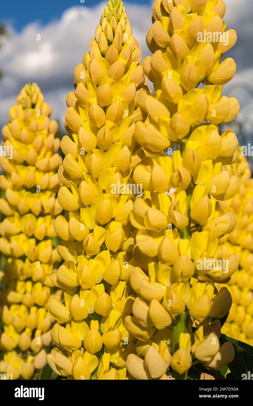 Yellow lupin flowers in the spring sunshine Stock Photo - Alamy