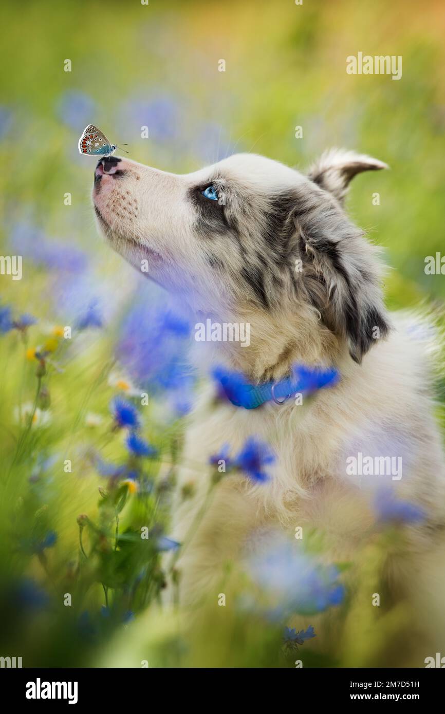 Border collie puppy in a cornflower field Stock Photo - Alamy