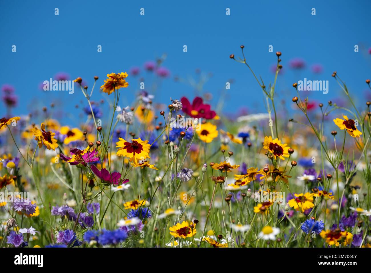 Colourful wildflowers blooming outside Savill Garden, Egham, Surrey, UK ...
