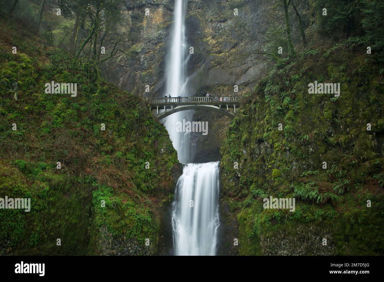 A landscape of the Multnomah Falls surrounded by greenery in Oregon ...