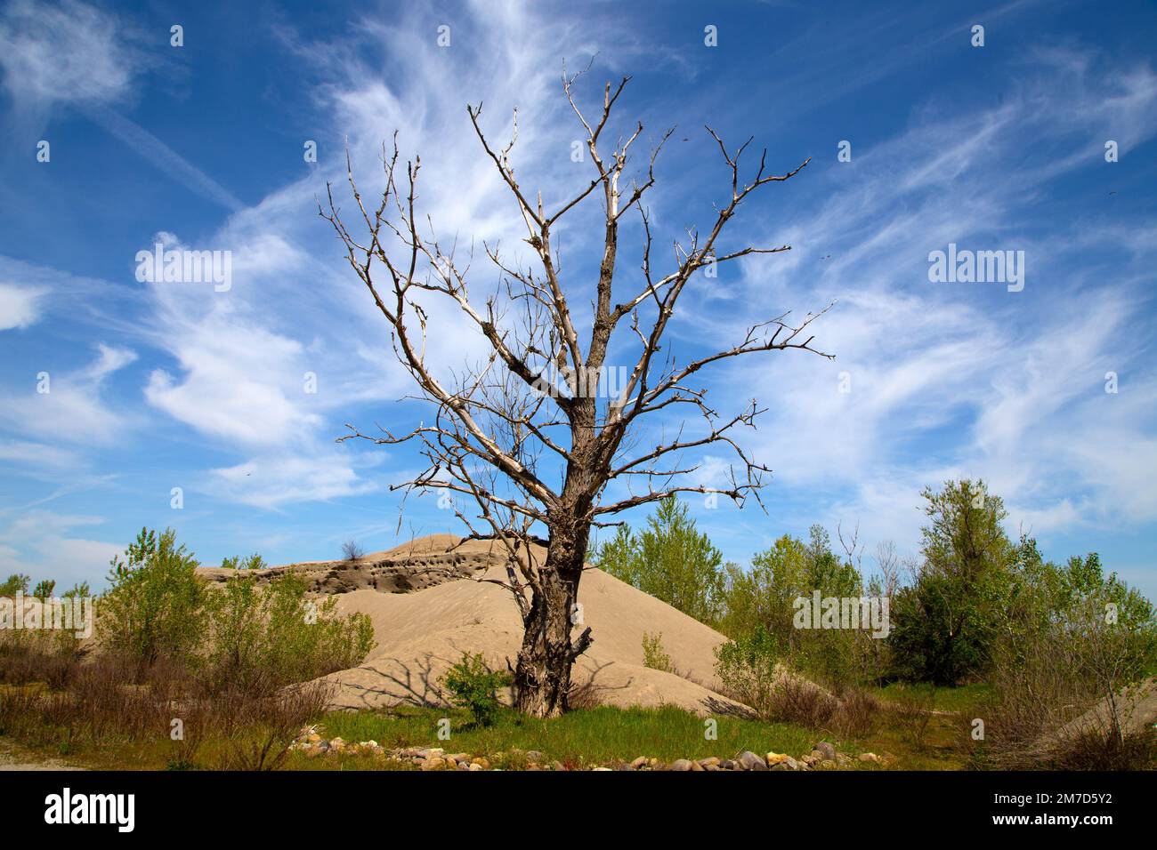 Dry tree rural landscape Stock Photo - Alamy