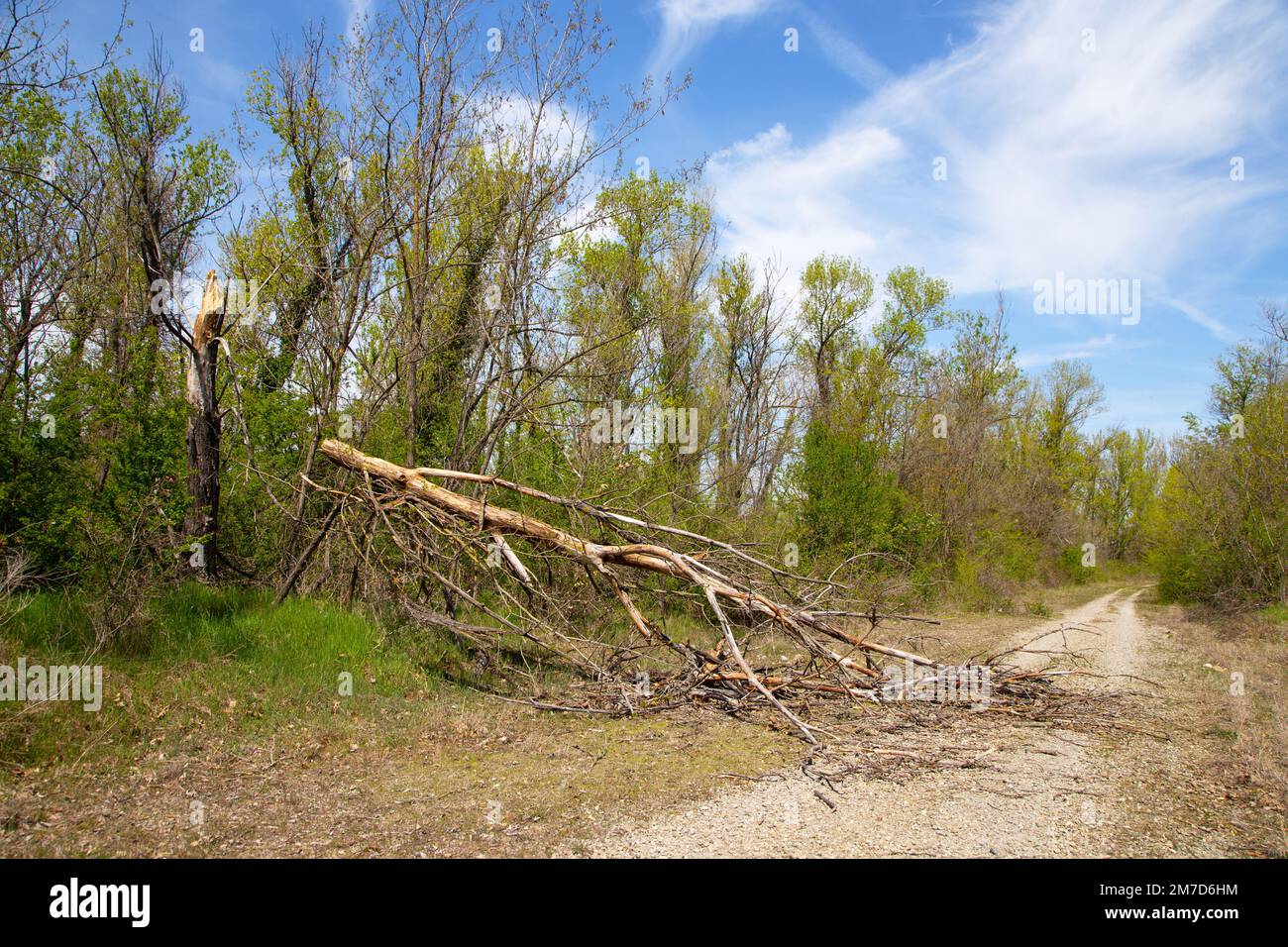 Dry tree rural landscape Stock Photo - Alamy