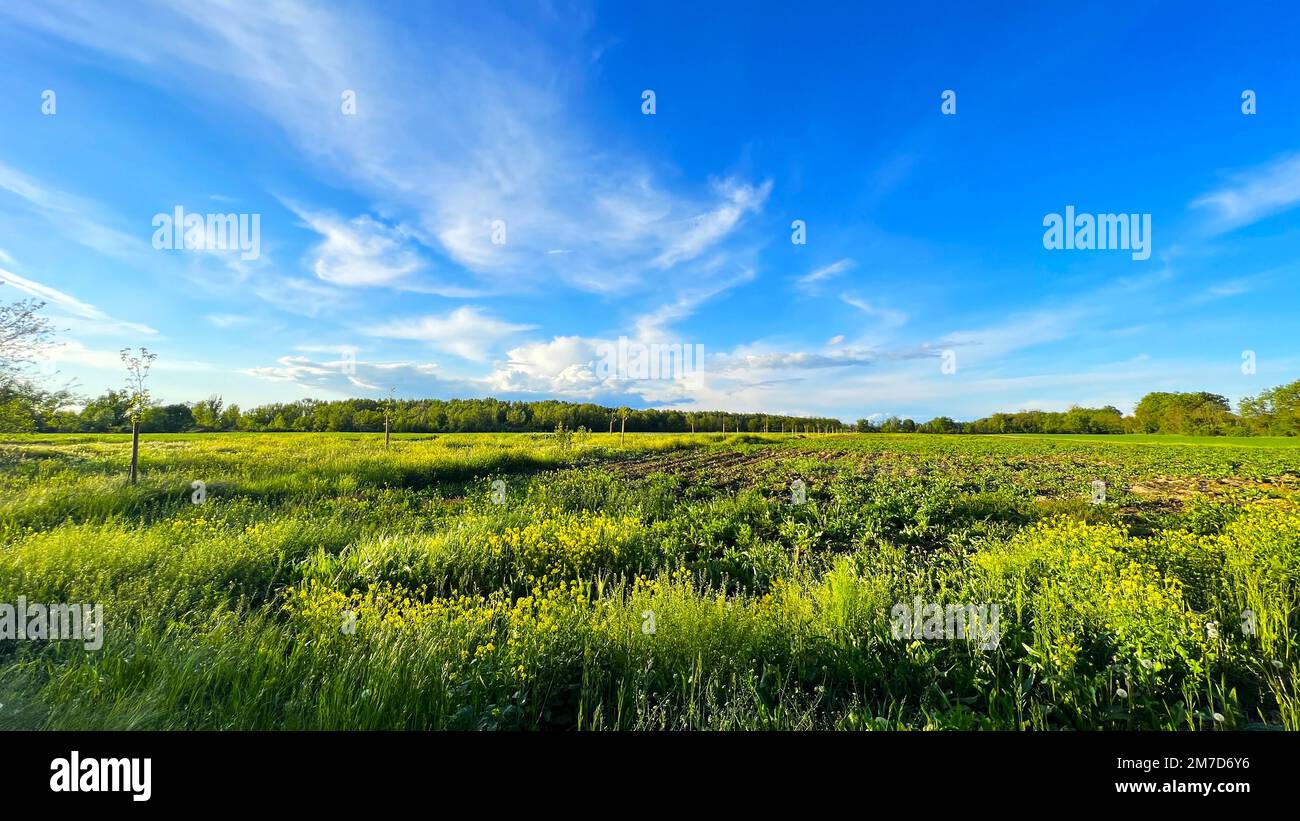 Summer landscape of the Po Valley Stock Photo - Alamy
