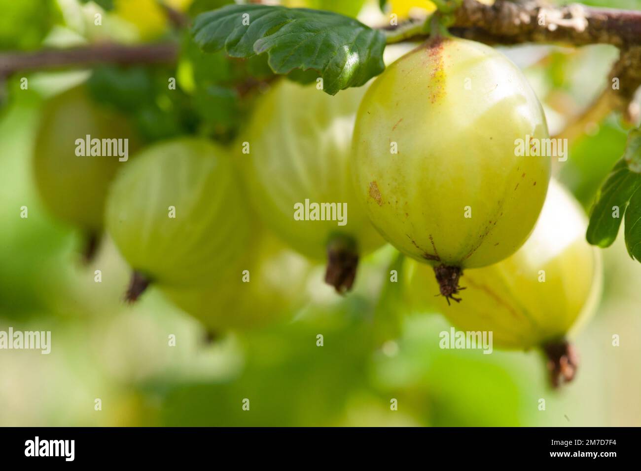 Green gooseberries growing on a large bush in a country garden Stock ...