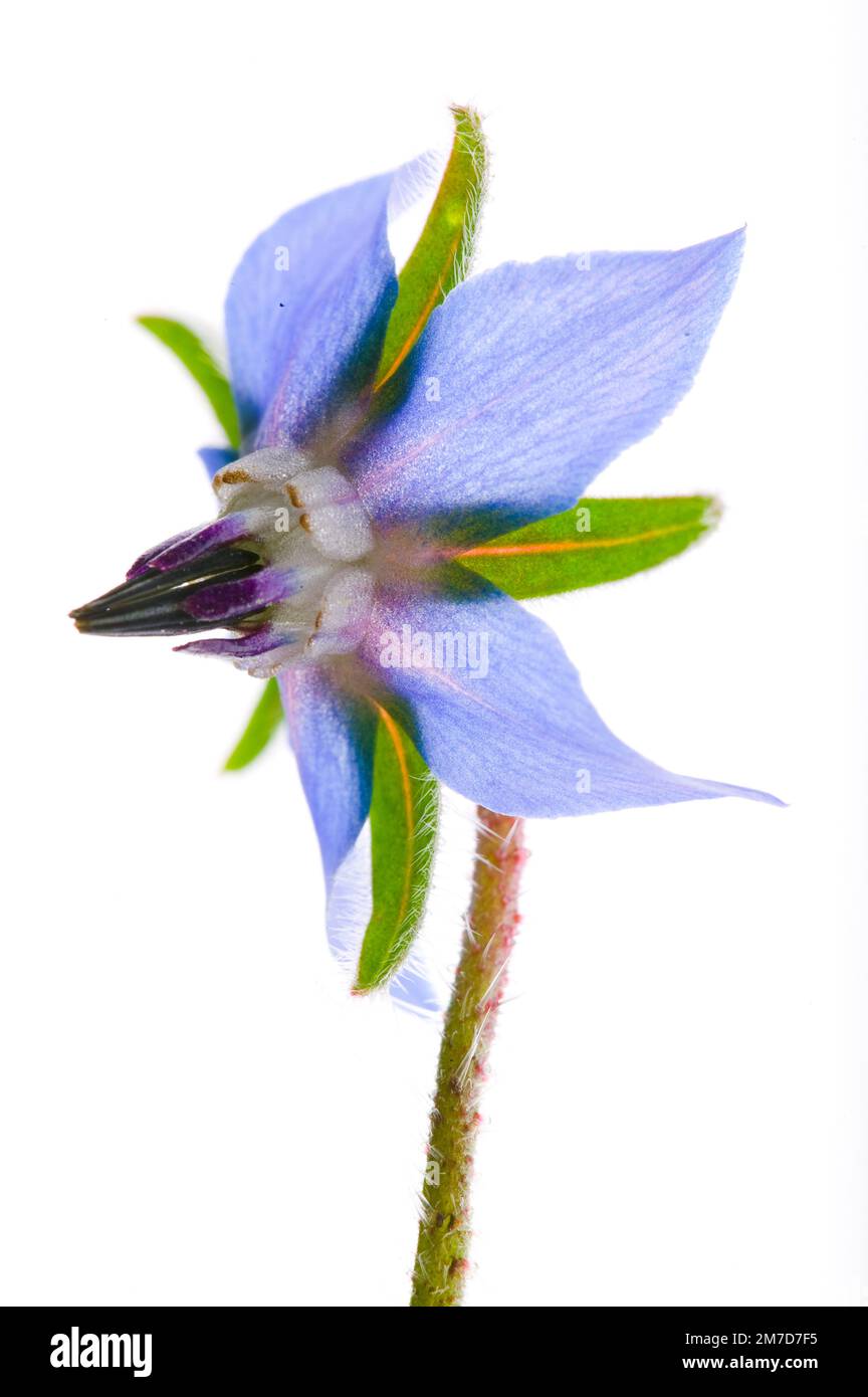 Bunch of borage hi-res stock photography and images - Alamy